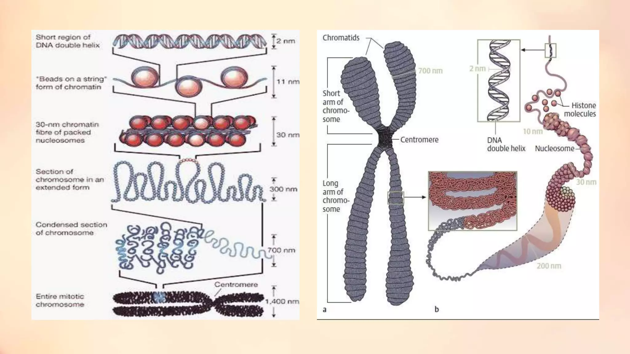 Heterochromatin and euchromatin mains | PPTX