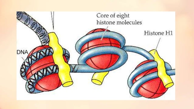 Heterochromatin and euchromatin mains | PPTX | Genetics | Science