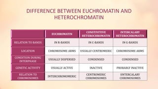 Heterochromatin and euchromatin mains | PPTX