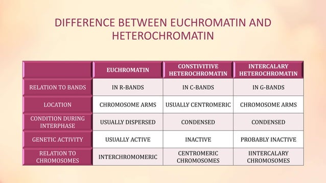 Heterochromatin and euchromatin mains | PPTX | Genetics | Science