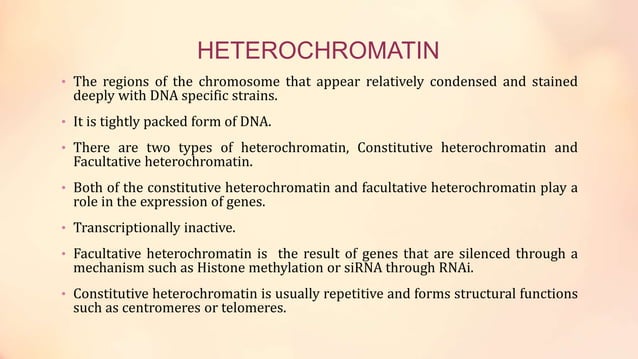 Heterochromatin and euchromatin mains | PPTX | Genetics | Science