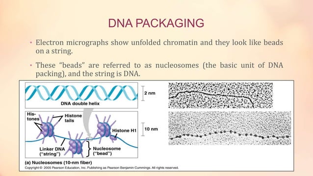 Heterochromatin and euchromatin mains | PPTX | Genetics | Science