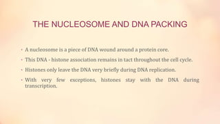 Heterochromatin and euchromatin mains | PPTX
