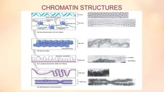 Heterochromatin and euchromatin mains | PPTX