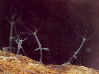 E 2 Dupljari (Žarnjaci) | PPT
