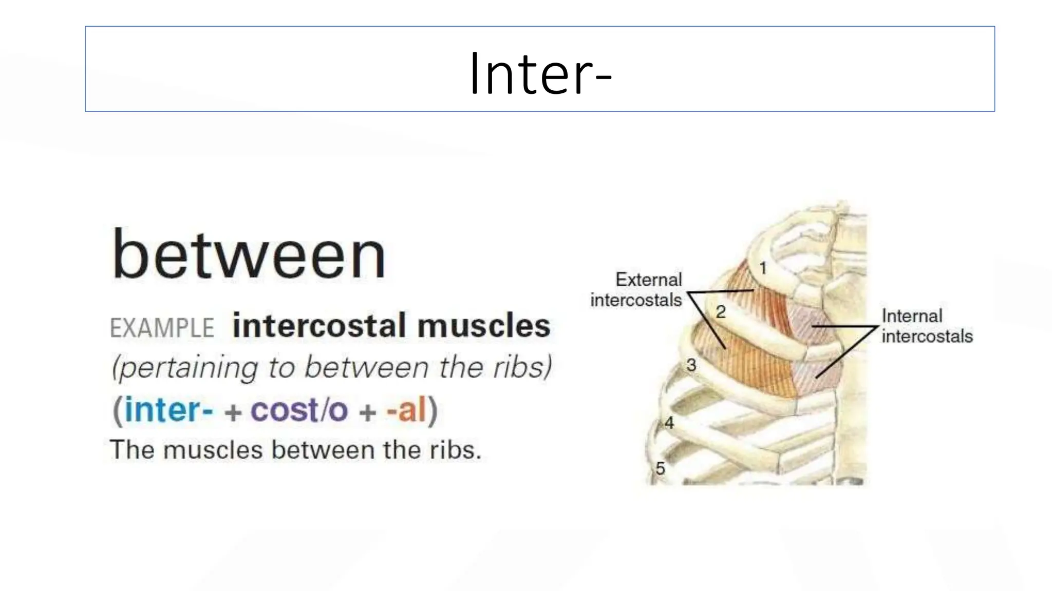 Medical terminology word parts and building terms.pptx