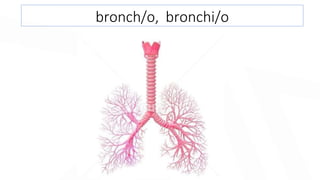 Medical terminology word parts and building terms.pptx