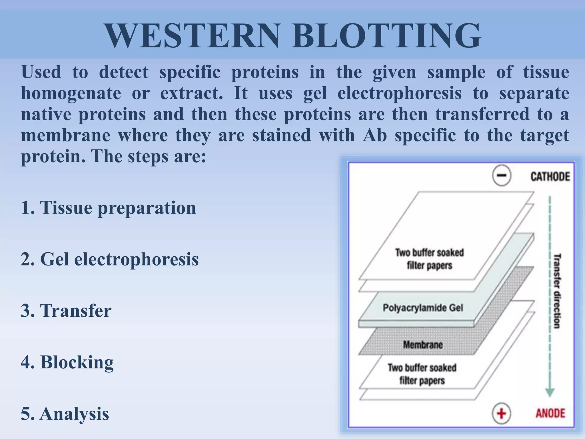 Principles, Practical Aspects and Applications of Primary Ag-Ab ...