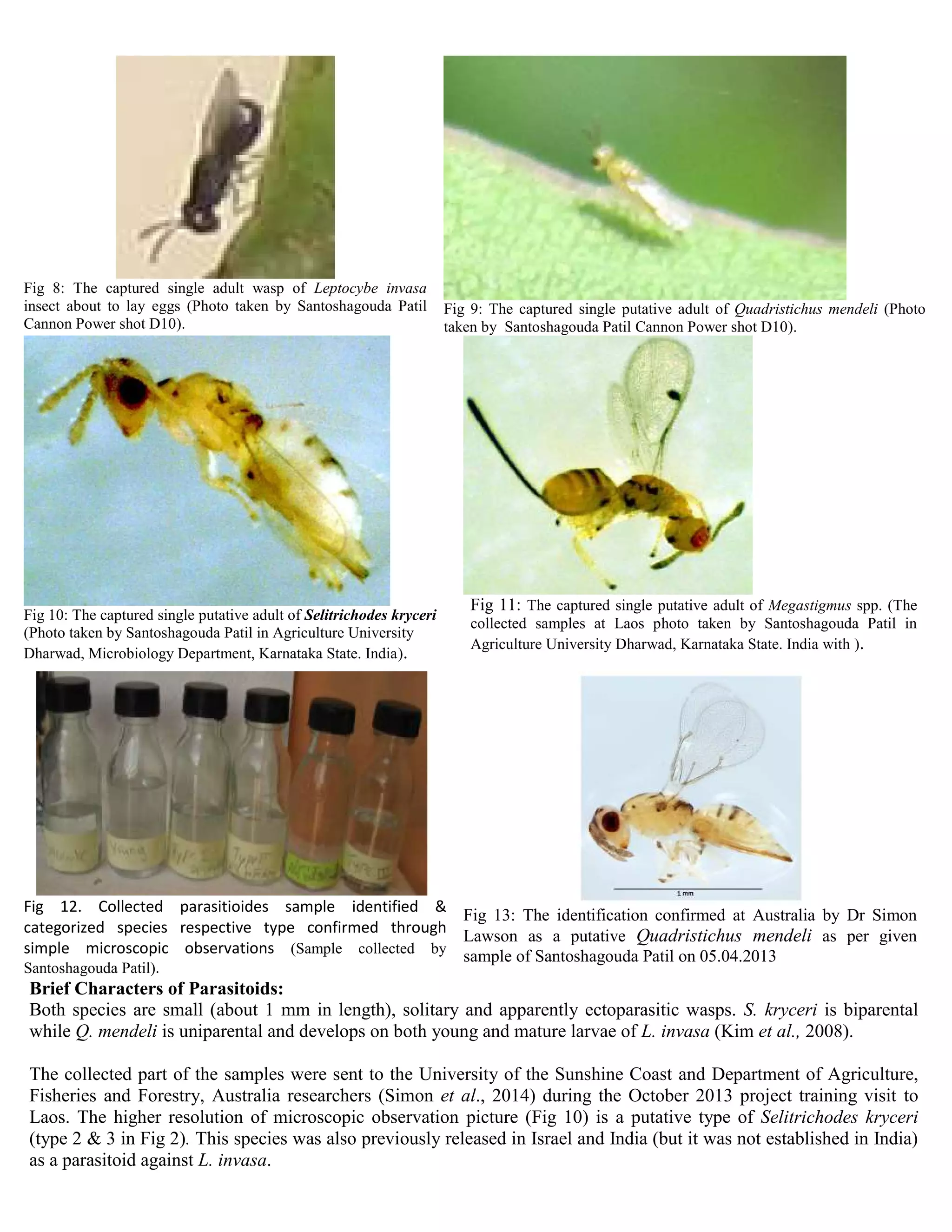 The New report of L invasa parasitoids | PDF