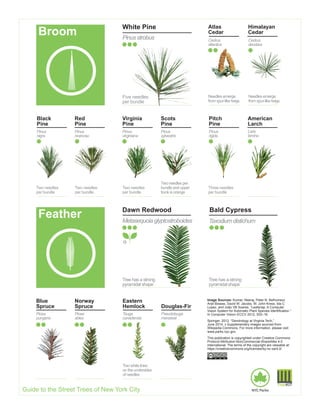 Street Types Of Trees