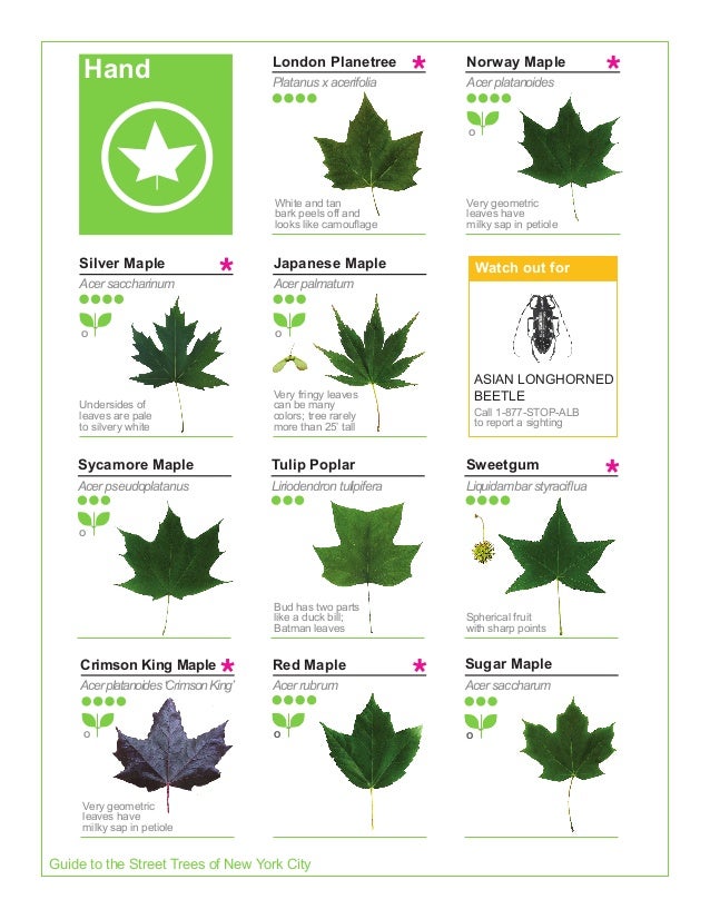 2015 Street Tree Guide_Evergreen version_150325