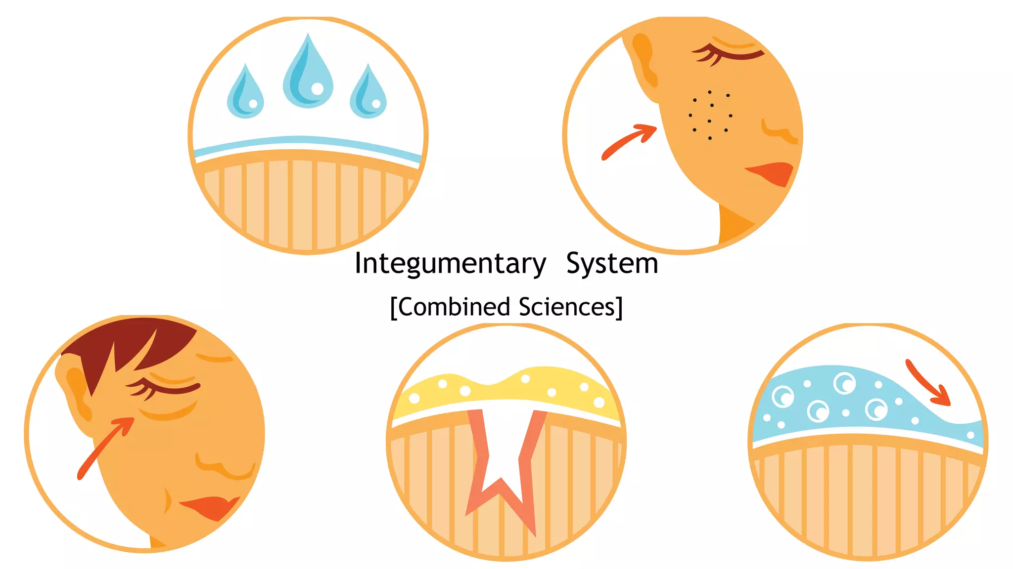 Integumentary system | PPTX