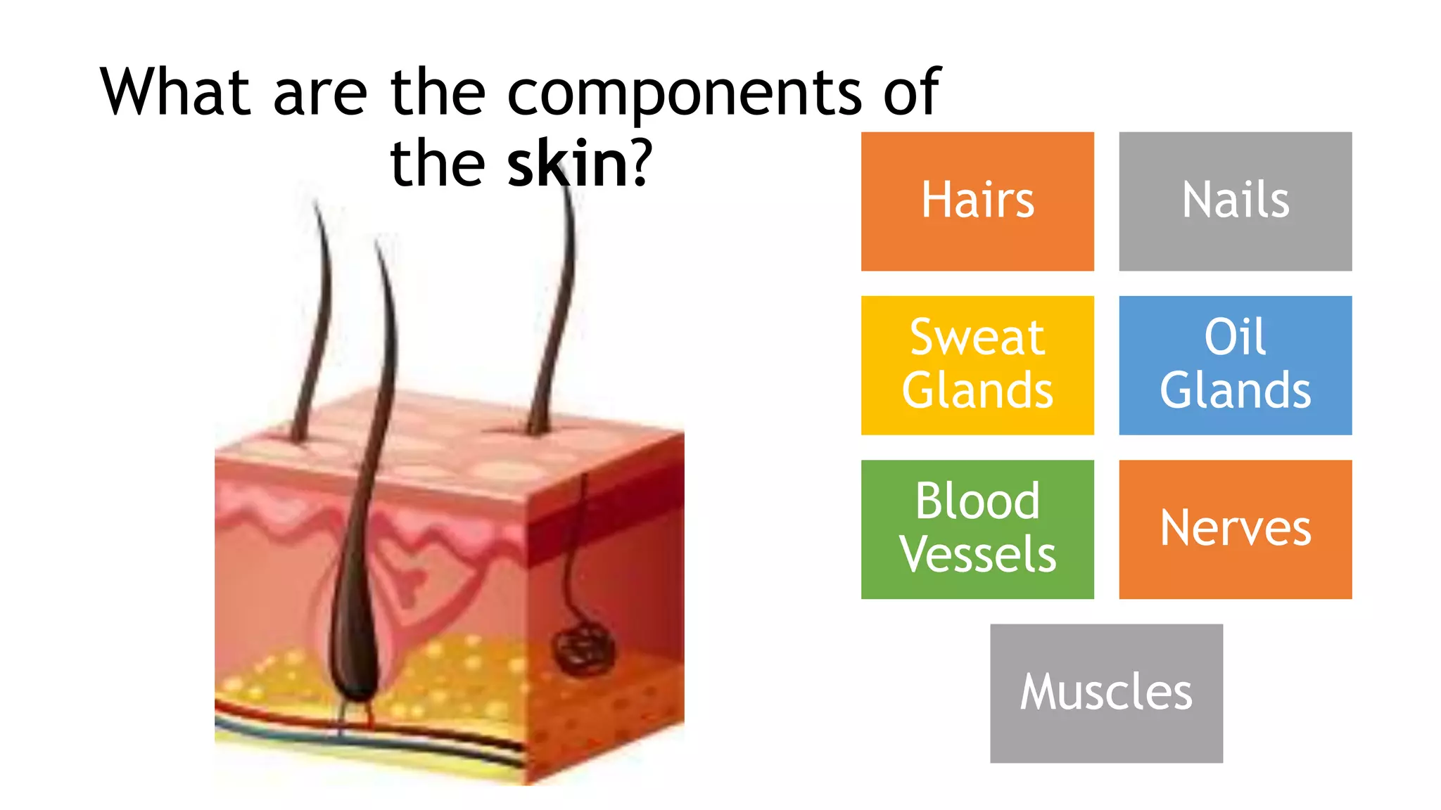 Integumentary system | PPTX