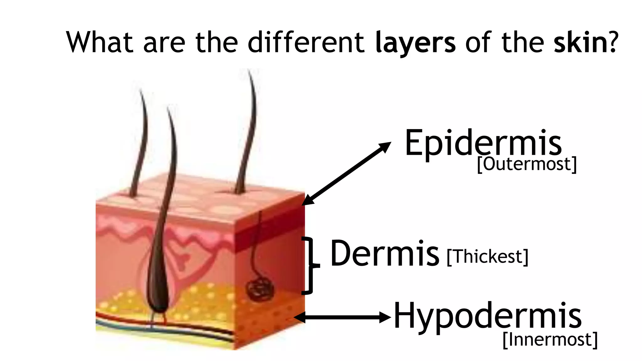 Integumentary system | PPTX
