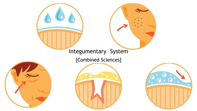 Integumentary system | PPT