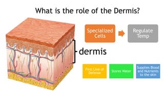 Integumentary system | PPT