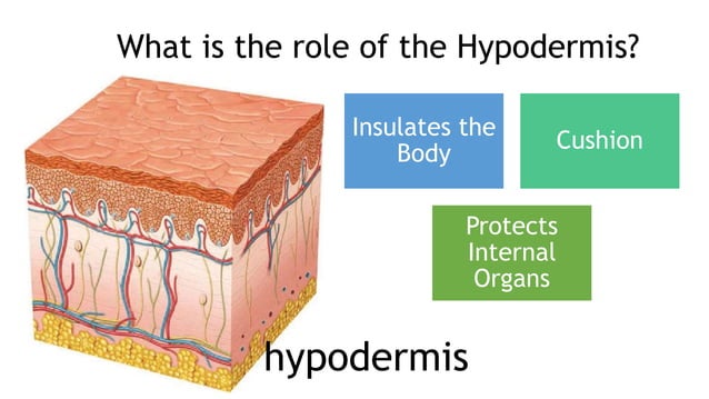 Integumentary system | PPT