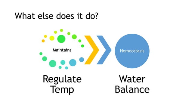 Integumentary system | PPT