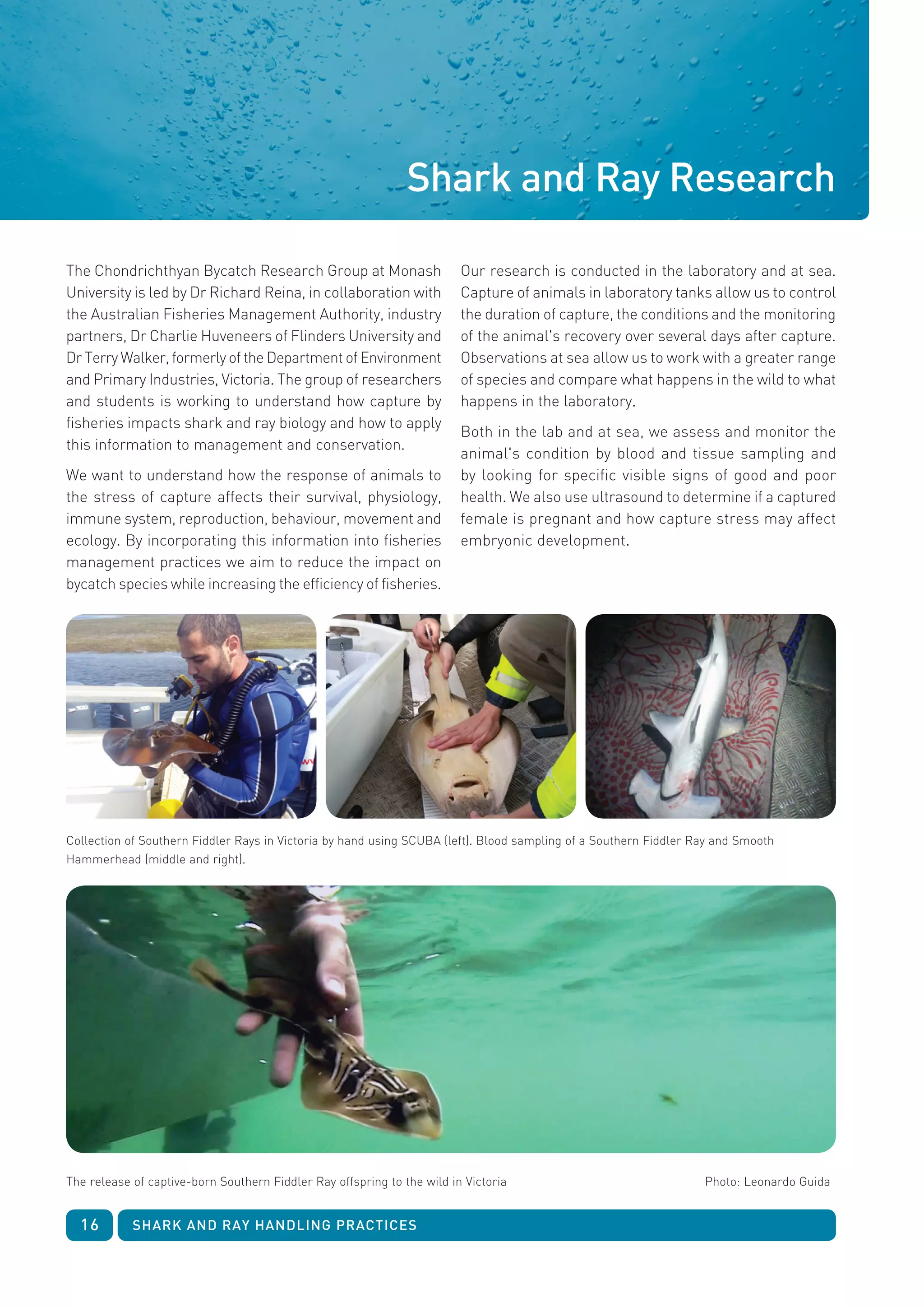 Shark-and-Ray-Handling-Guide-WEB-VERSION | PDF