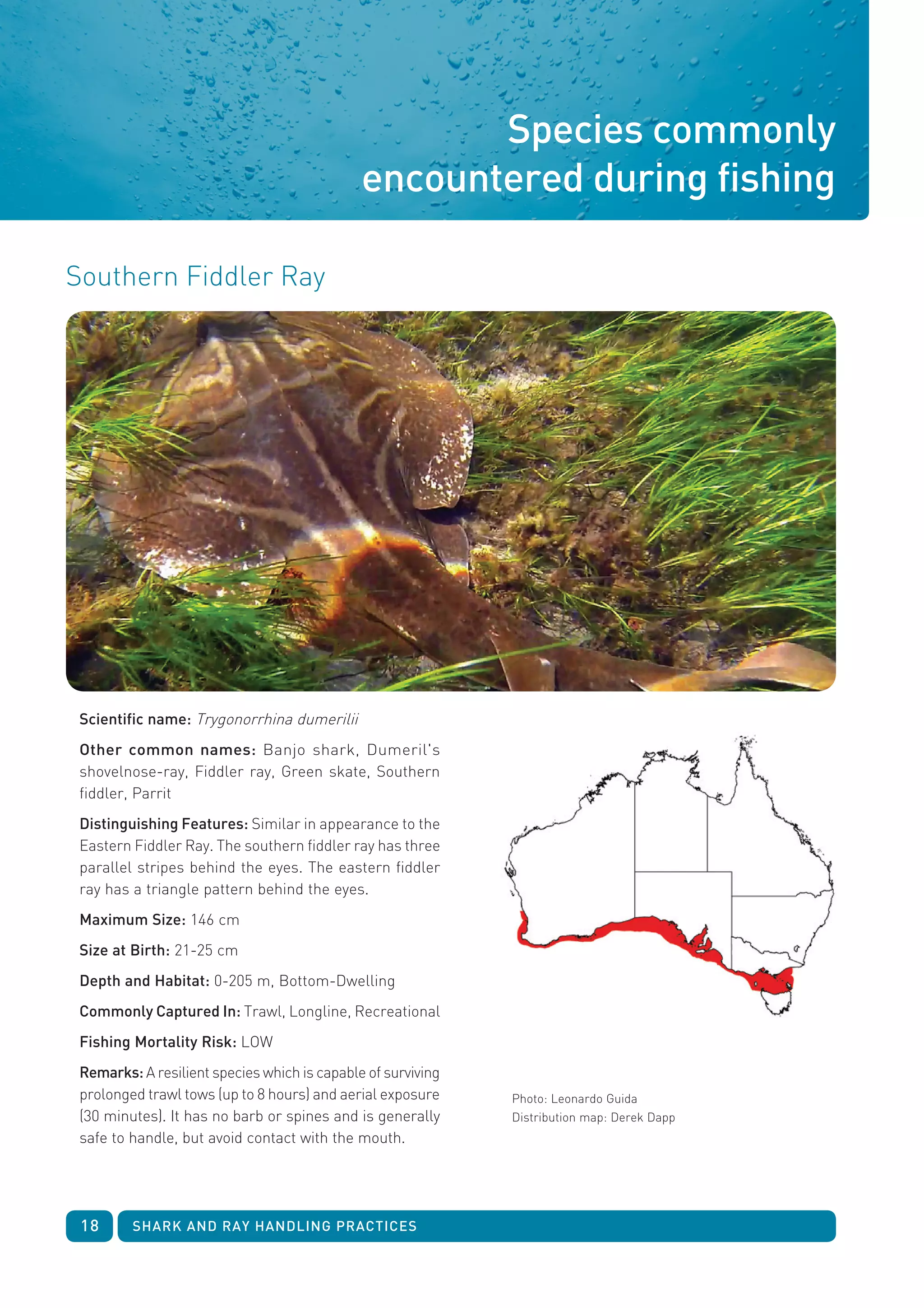 Shark-and-Ray-Handling-Guide-WEB-VERSION | PDF