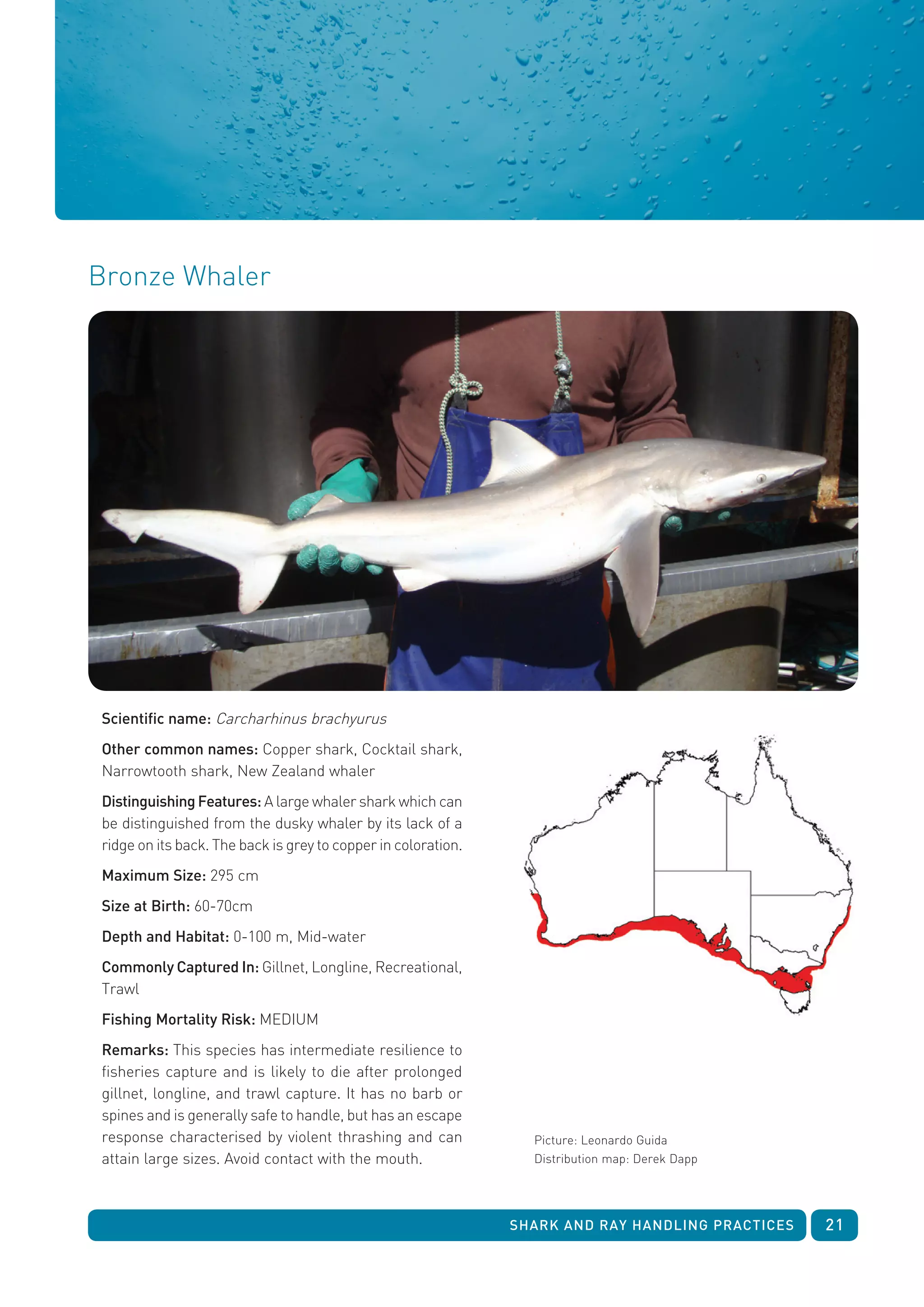 Shark-and-Ray-Handling-Guide-WEB-VERSION | PDF