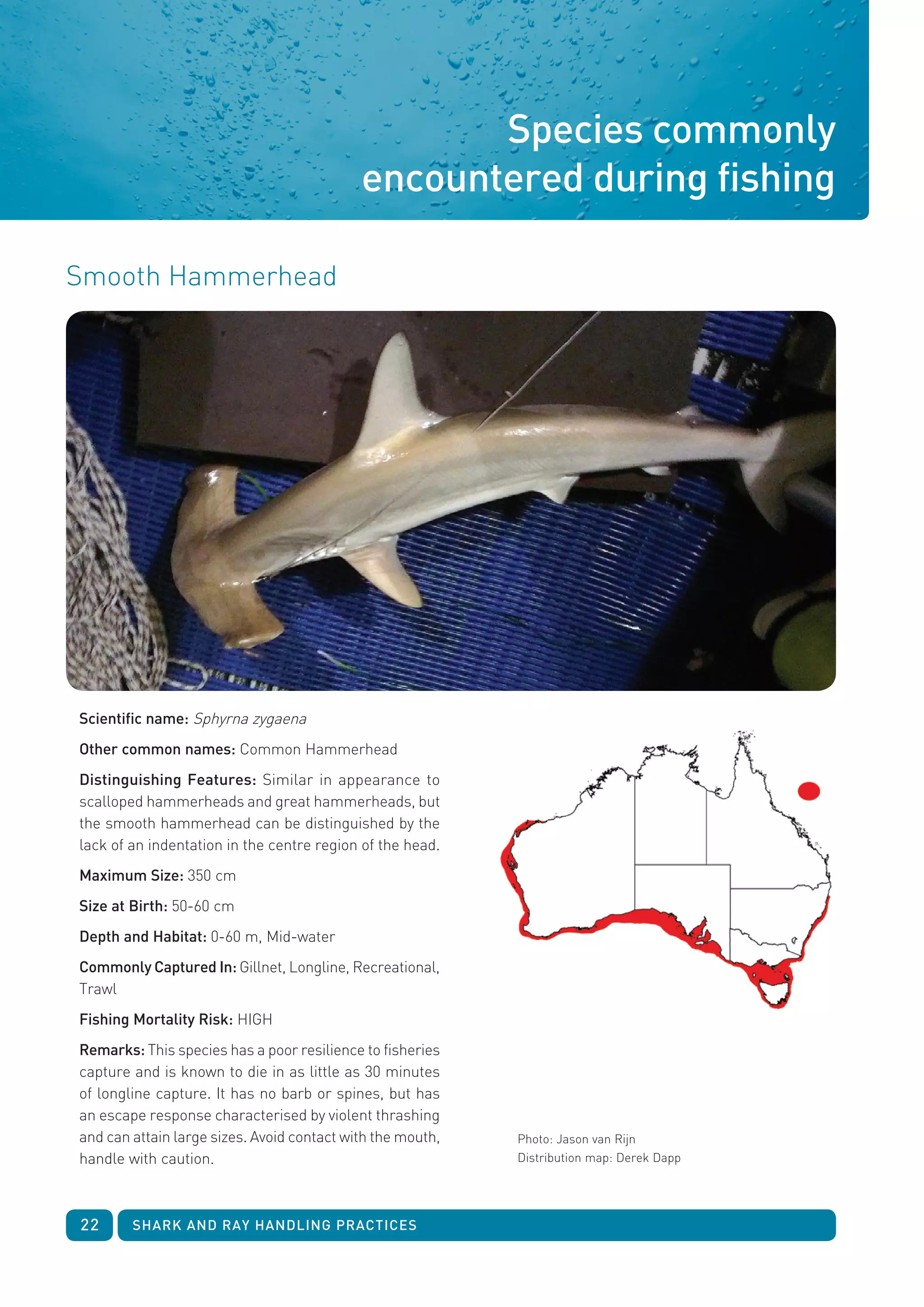 Shark-and-Ray-Handling-Guide-WEB-VERSION | PDF