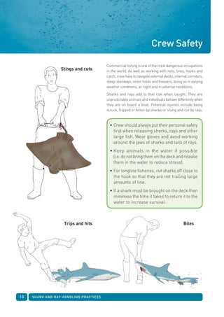 Shark-and-Ray-Handling-Guide-WEB-VERSION | PDF