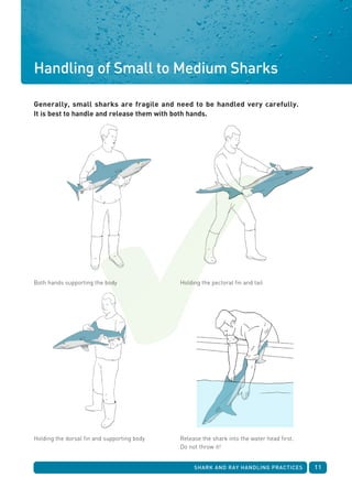Shark-and-Ray-Handling-Guide-WEB-VERSION | PDF