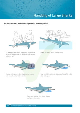 Shark-and-Ray-Handling-Guide-WEB-VERSION | PDF