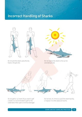 Shark-and-Ray-Handling-Guide-WEB-VERSION | PDF | Fish and Aquariums | Pets