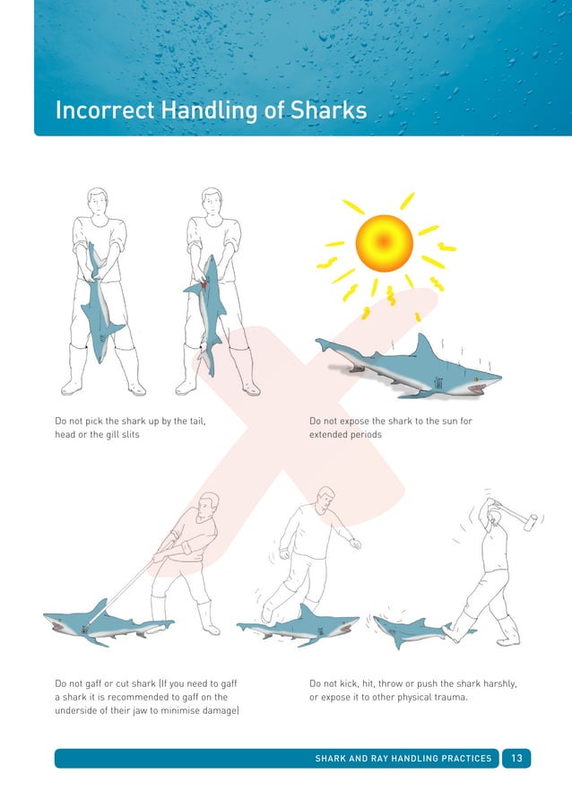 Shark-and-Ray-Handling-Guide-WEB-VERSION | PDF | Fish and Aquariums | Pets