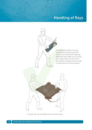 Shark-and-Ray-Handling-Guide-WEB-VERSION | PDF