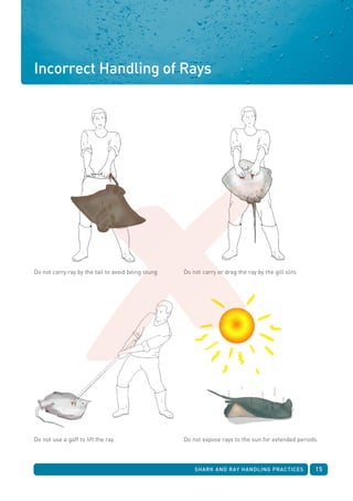 Shark-and-Ray-Handling-Guide-WEB-VERSION | PDF | Fish and Aquariums | Pets
