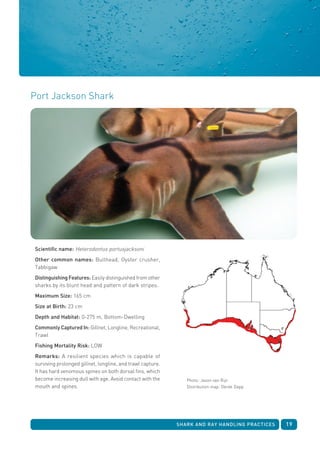 Shark-and-Ray-Handling-Guide-WEB-VERSION | PDF