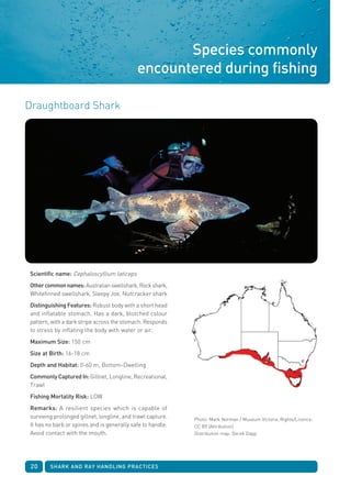 Shark-and-Ray-Handling-Guide-WEB-VERSION | PDF