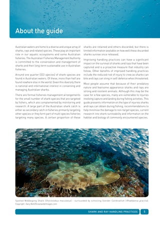 Shark-and-Ray-Handling-Guide-WEB-VERSION | PDF