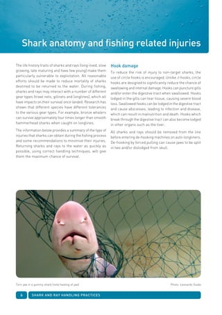 Shark-and-Ray-Handling-Guide-WEB-VERSION | PDF