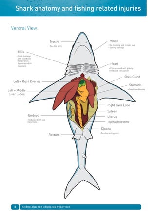 Shark-and-Ray-Handling-Guide-WEB-VERSION | PDF | Fish and Aquariums | Pets