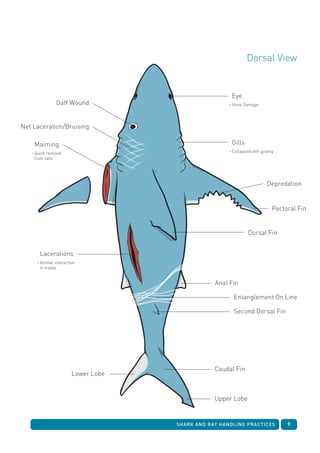 Shark-and-Ray-Handling-Guide-WEB-VERSION | PDF | Fish and Aquariums | Pets
