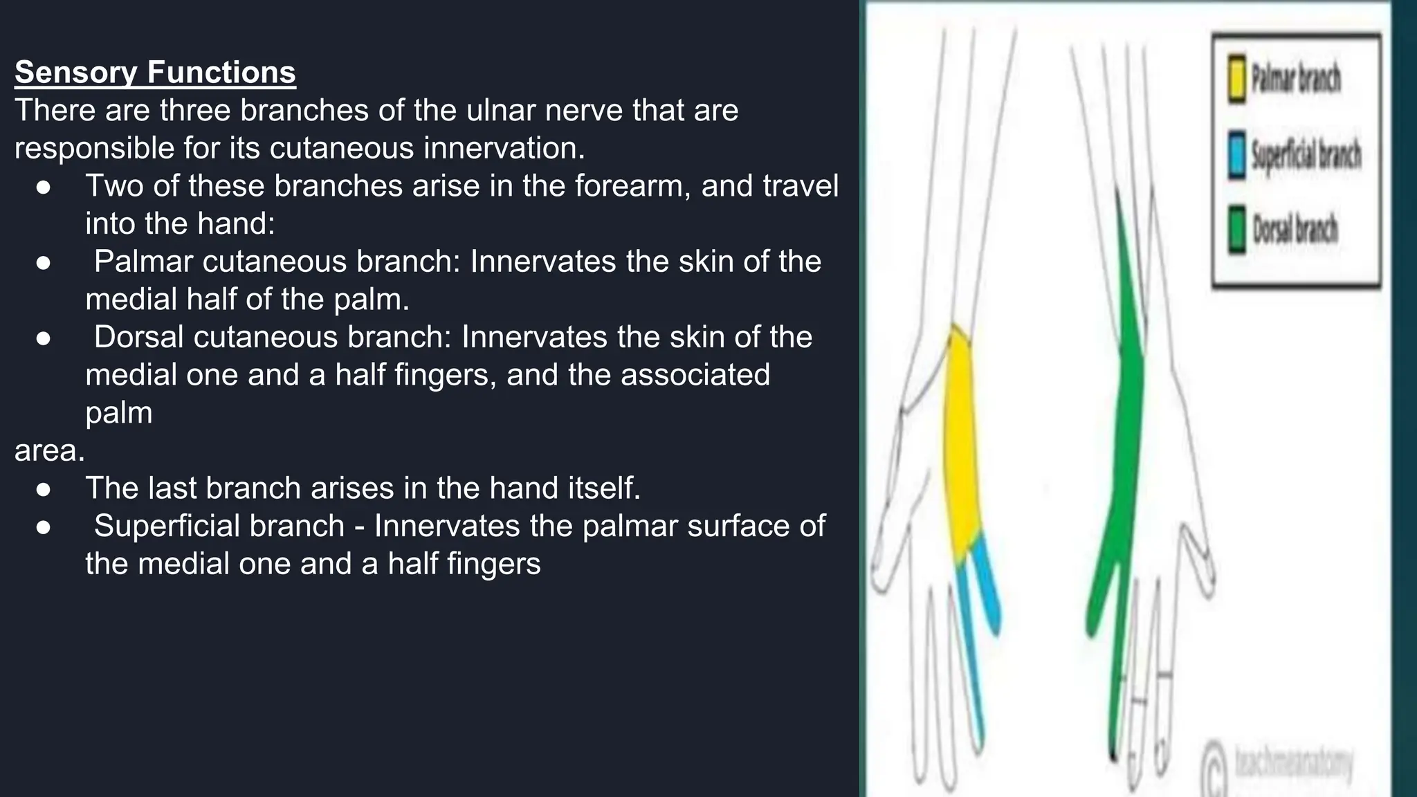 Ulnar_nerve_palsy_and_Tendon_transfer.pptx