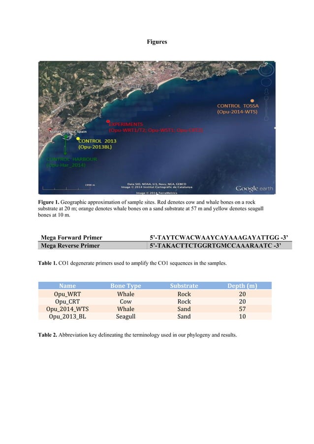 BIOL 478 Final Paper | PDF