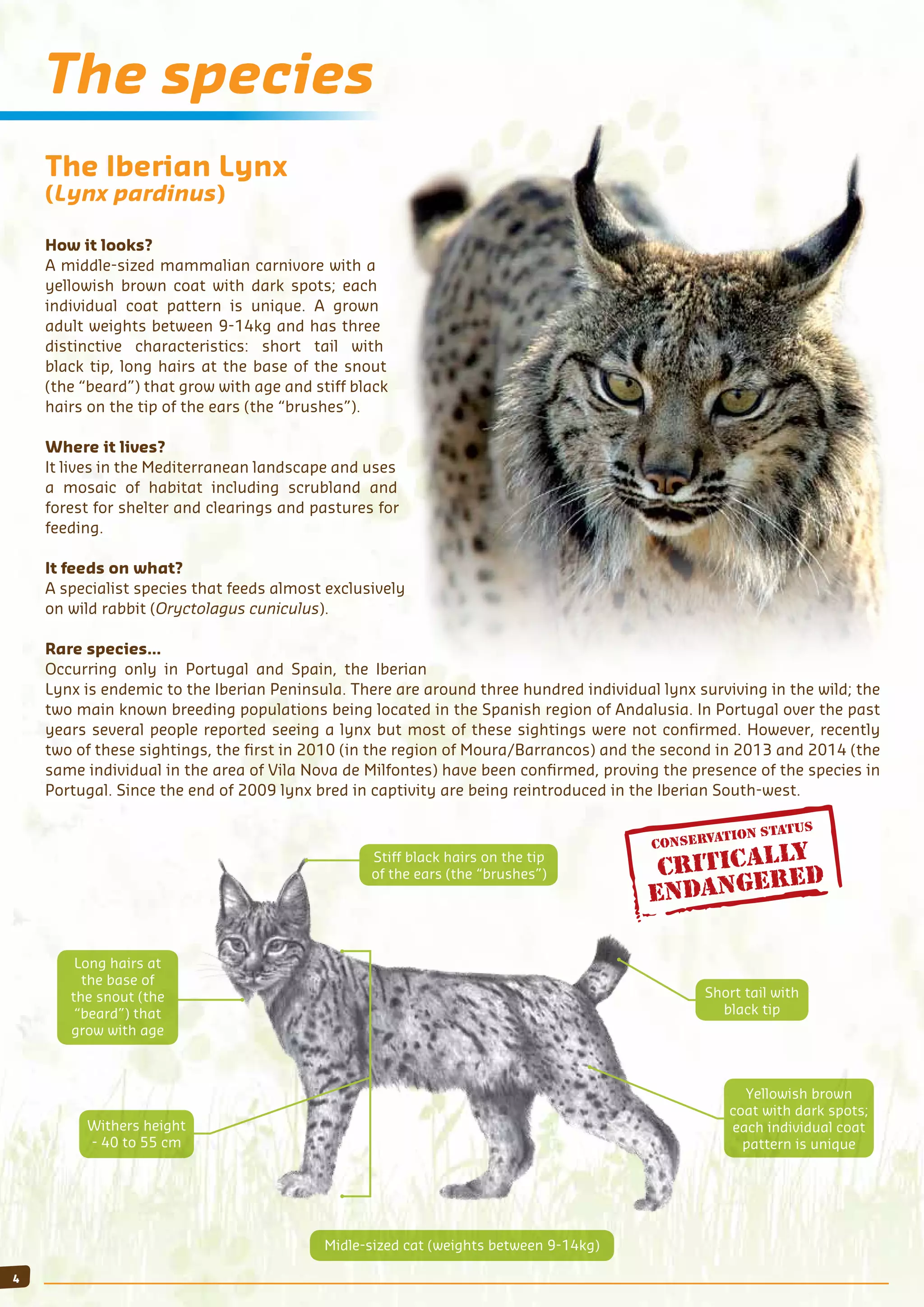 Layman's Report - LIFE Habitat Lince Abutre | PDF