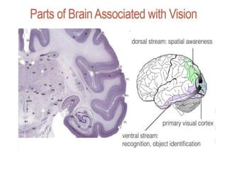 Elements of visual perception Eye vision .pptx