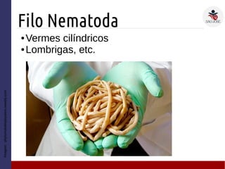 2EM #01 Diversidade dos invertebrados | PDF | Biological Sciences | Science