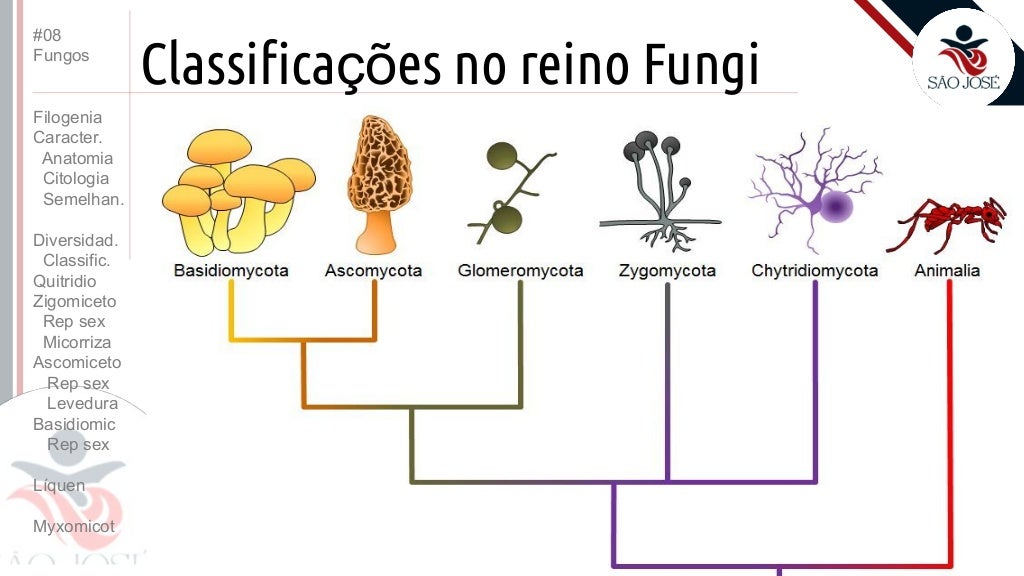 2EM #08 Fungos (2016)