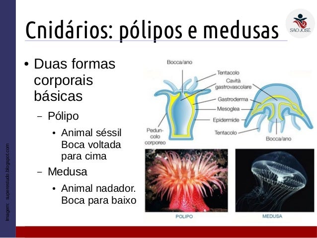 2EM #09 Cnidarios
