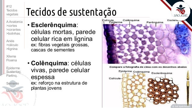 2EM #12 Tecidos vegetais (2016)