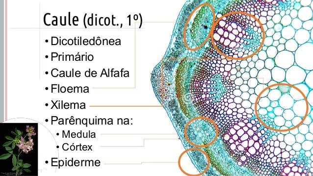 2EM #13 Anatomia vegetal (2016)