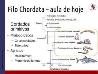 2EM #13 Cordados introdução | PDF