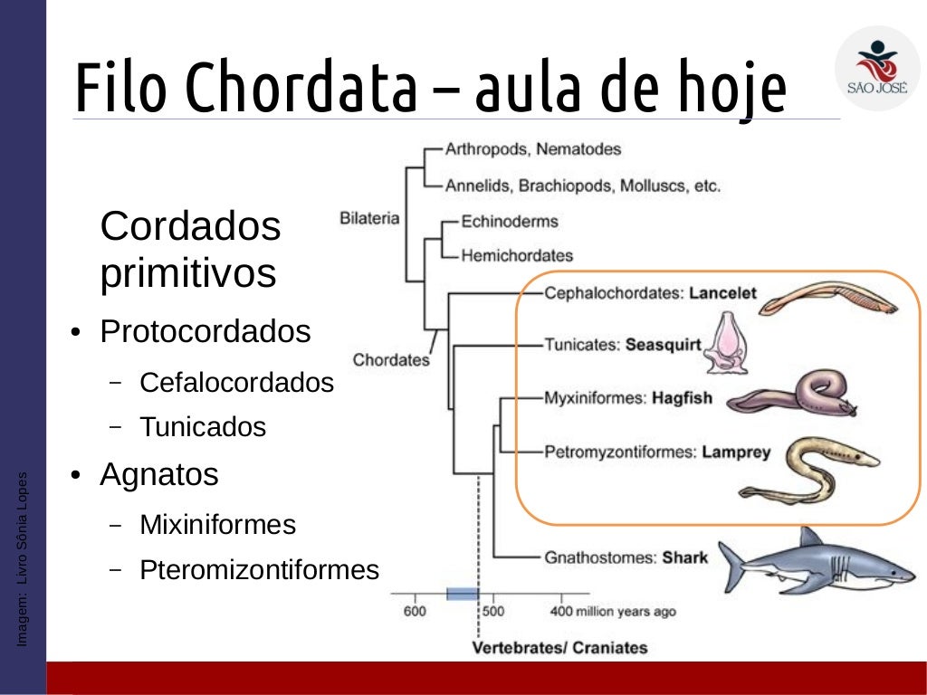 2EM #13 Cordados introdução